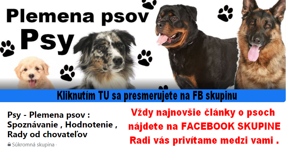 Německá plemena psů - 8 plemen psů z Německa - Topden.sk