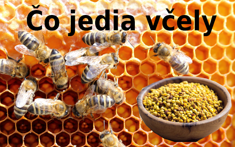 Výživa včel a jejich potrava - med, pyl, nektar - Topden.sk