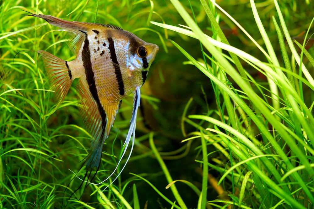 Akvarijní ryby 10 akvarijních ryb pro začátečníky - Topden.sk