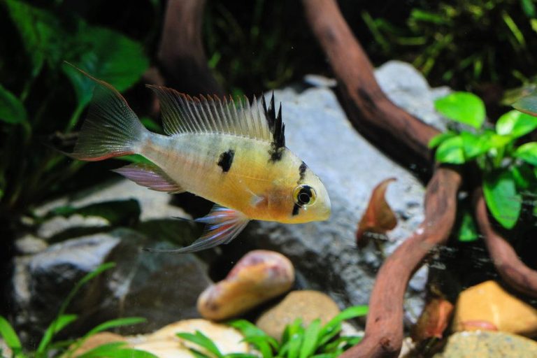 Akvarijní ryby 10 akvarijních ryb pro začátečníky - Topden.sk