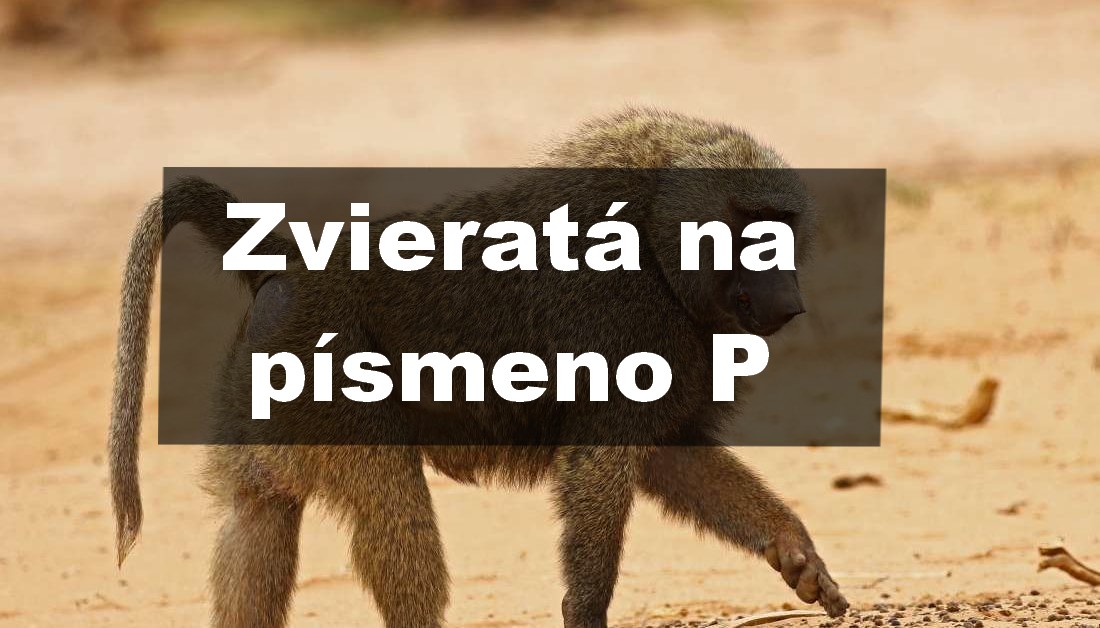 Zvířata na p - 26 zvířat na písmeno p - Topden.sk