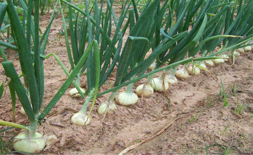 Kdy sázet cibuli? Výsadba, pěstování a sklizeň cibule - Topden.sk