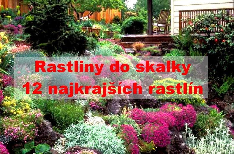 Rostliny pro skalku - 12 nejkrásnějších rostlin pro skalku - Topden.sk