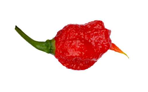 Nejpálivější chilli na světě - 10 nejpálivějších papriček - Topden.sk