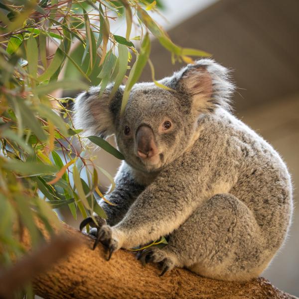 Kde žije koala - rozkošné zvíře - Topden.sk
